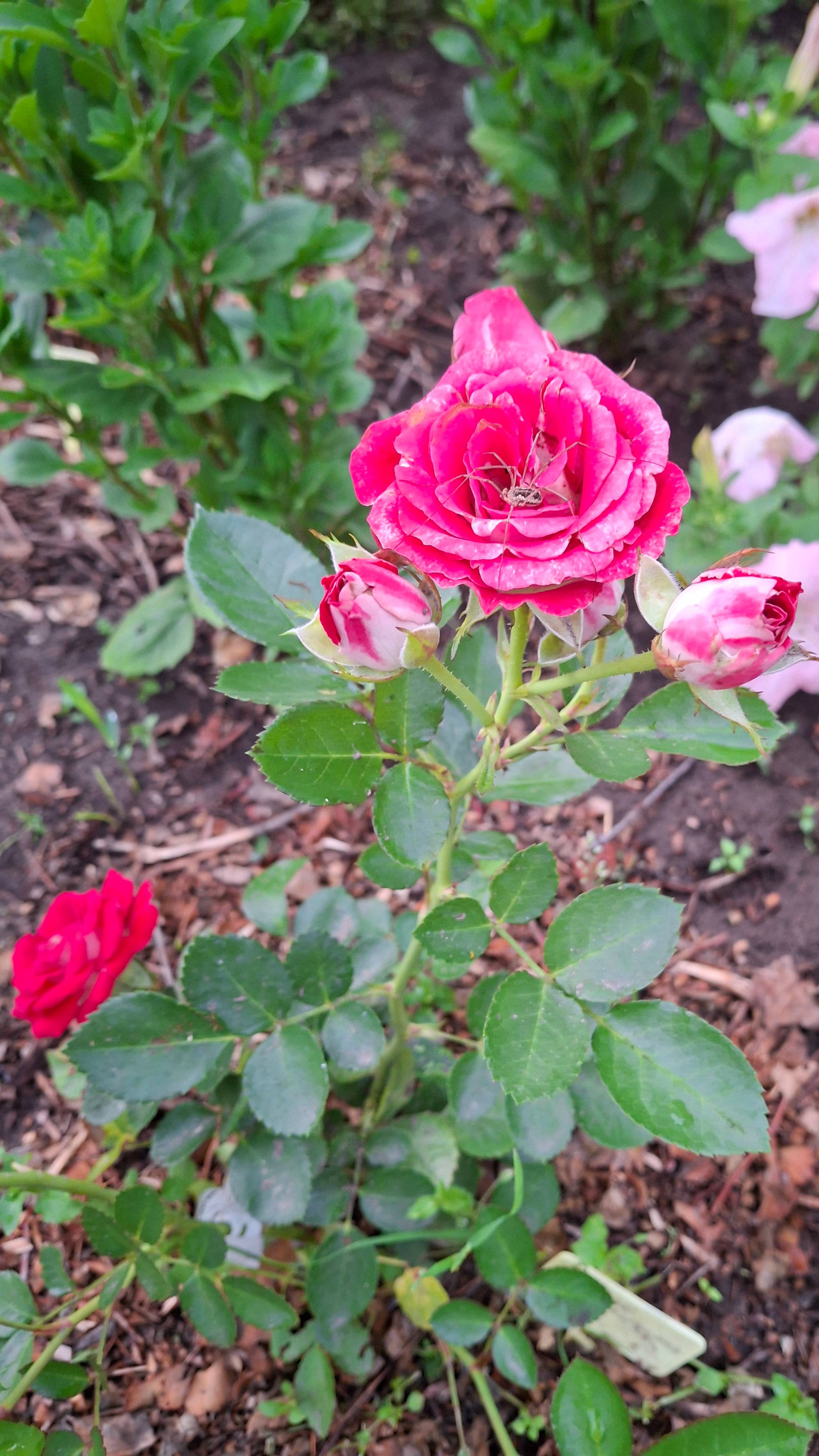 роза Шоне Каблицерин (первогодка)