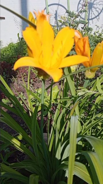 Моя цветущая усадьба Щетинкина