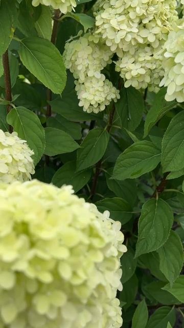 Нестареющая классика - Гортензия метельчатая Лаймлайт 💚