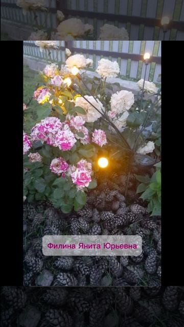 "Моя цветущая усадьба " Даурское