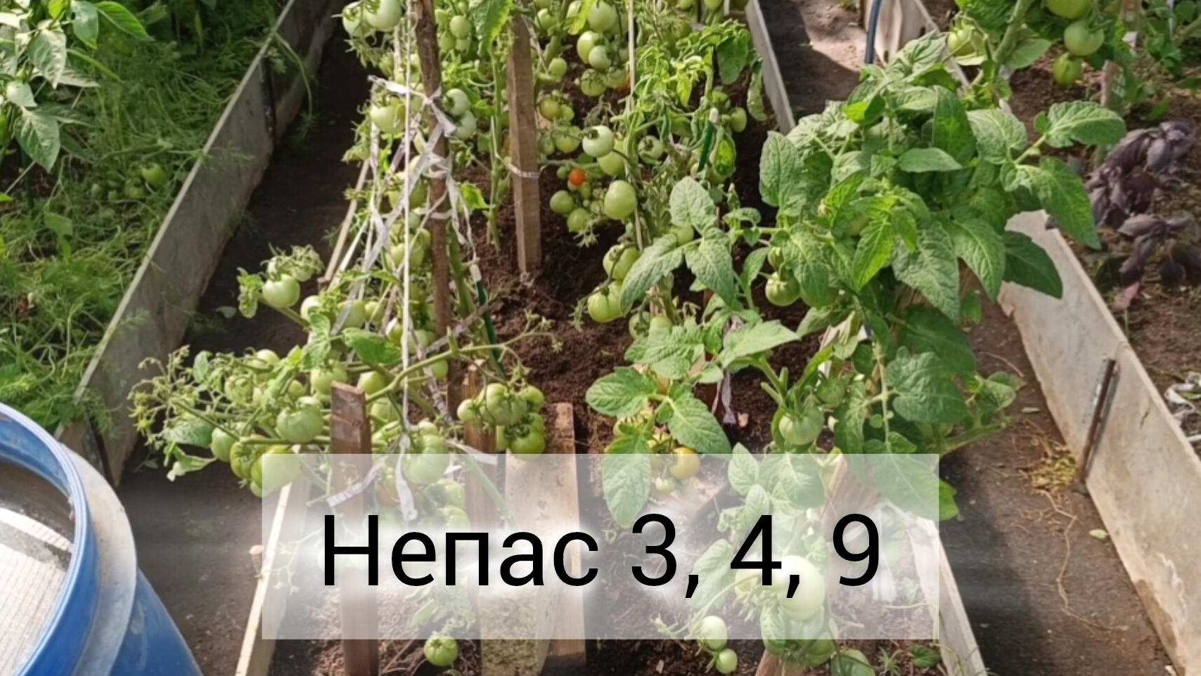 🍅 Урожайные томаты сорта Непас