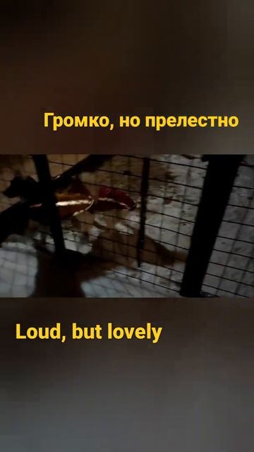 Громко, но прелестно /  Loud, but lovely