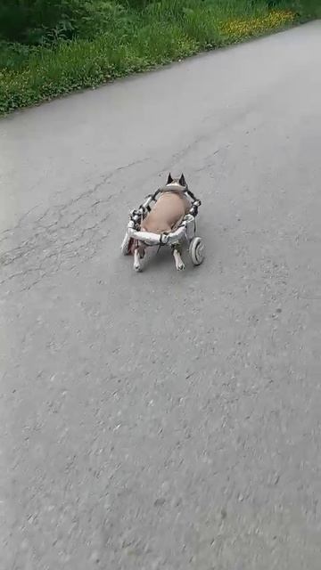 WhatsApp Video 2025-07-18 at 13.13.00