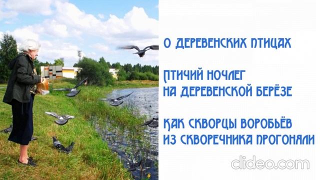 О деревенских птицах