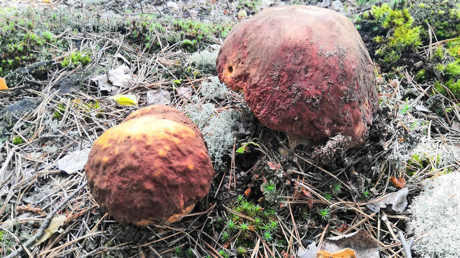 С корзиной на грибной опушке. Что удалось найти из грибов за полчаса в лесу?