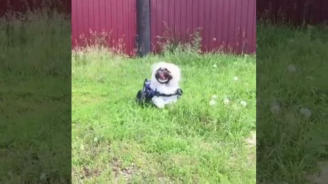 Video by Инвалидные коляски для животных