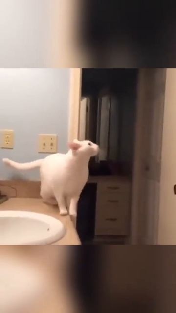 Приколы с котами  Часть 1