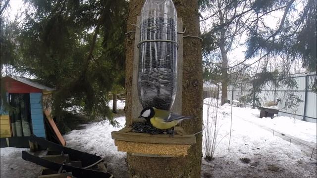 Лесные птицы средней полосы. На даче. Подкармливаем зимой на кормушках для птиц. Почти дикая природа