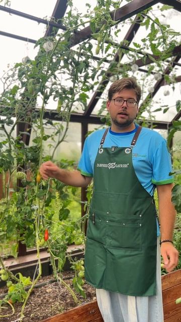 ЗАКРЫВАТЬ ИЛИ ОТКРЫВАТЬ ОКНА И ДВЕРИ В ТЕПЛИЦЕ ВО ВРЕМЯ ДОЖДЯ?