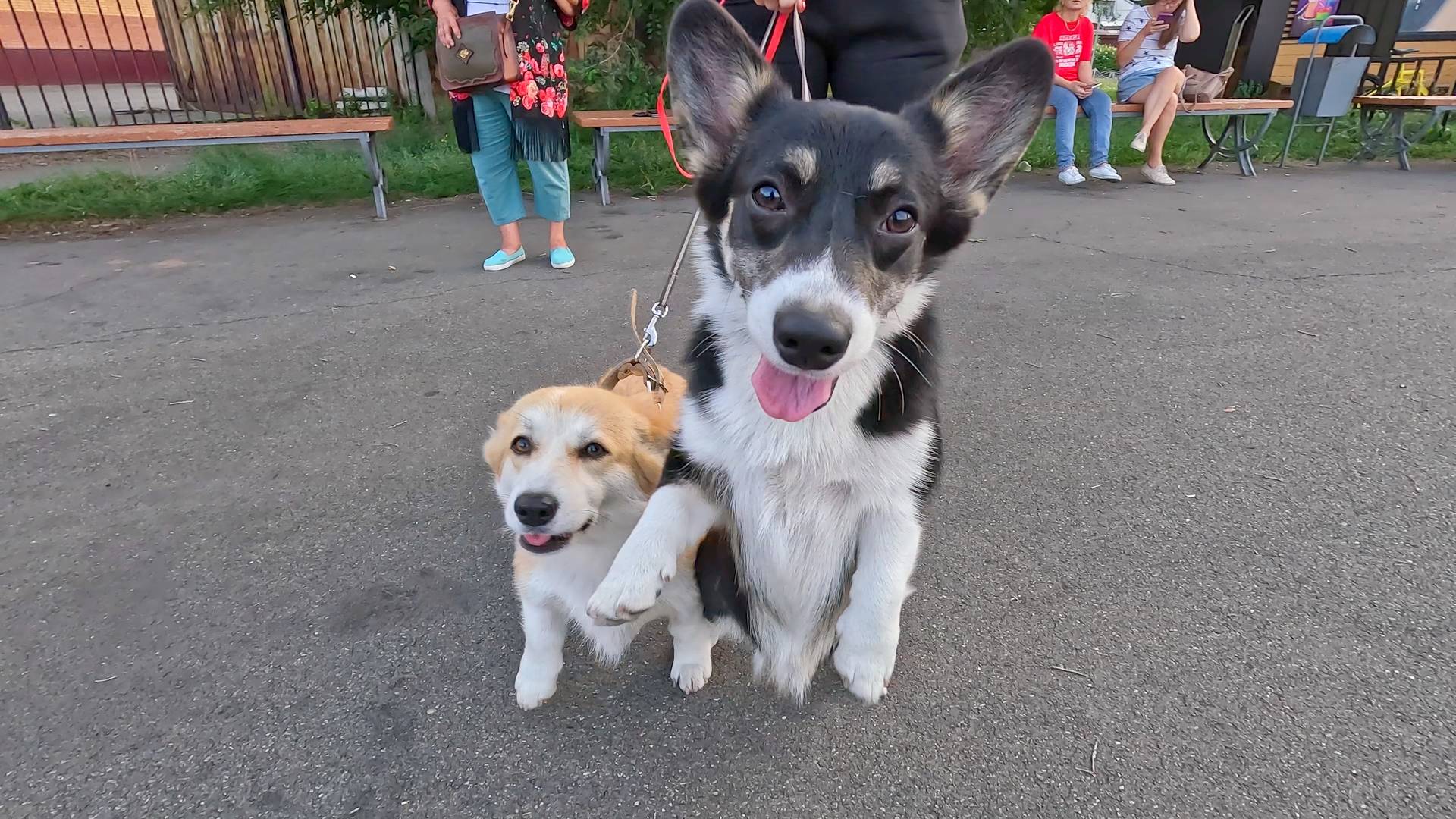 Хвостатые модели - в программе "Дело ведёт Мур-р-р"
