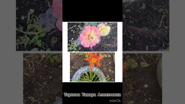 "Моя цветущая усадьба".с Еловка