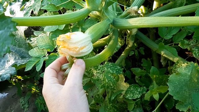 Любимый кабачок