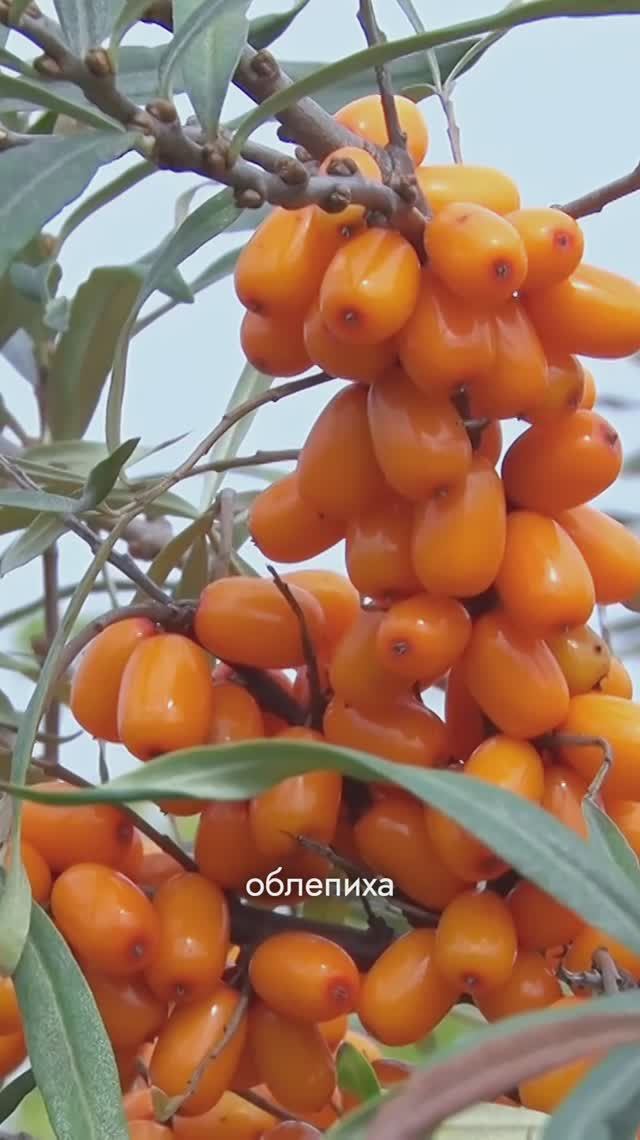 Масло алтайской облепихи