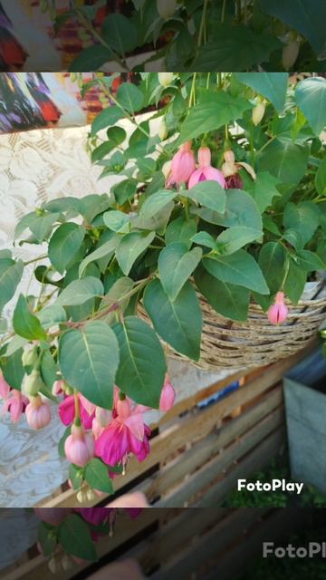 Моя цветущая усадьба. Чистые пруды