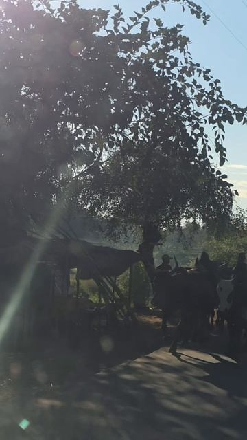 Посадила баобаб на Мадагаскаре, внесла вклад в экосистему, так как их вырубают местные жители