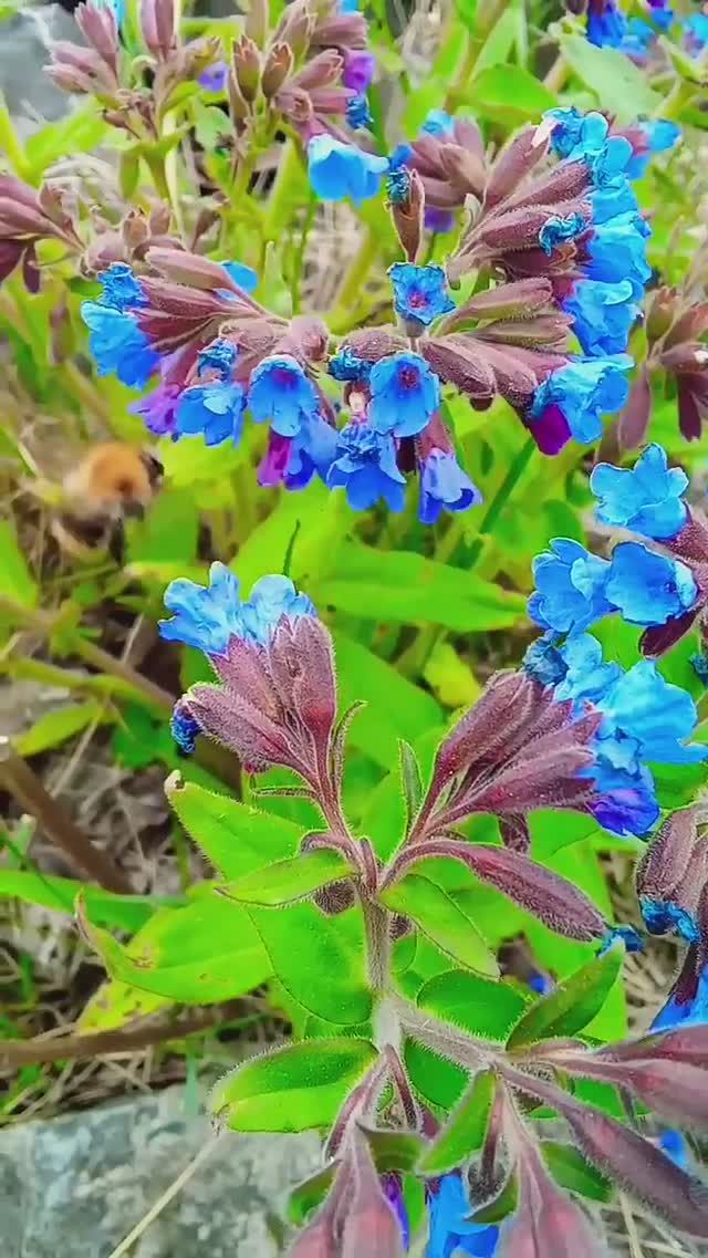 Мохнатый шмель на первоцвете весной в Сибири #Шмель #Первоцвет #Весна #Сибирь #Природа #Цвет