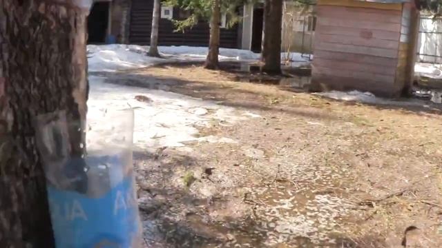 Березовый сок. Сам собрал.