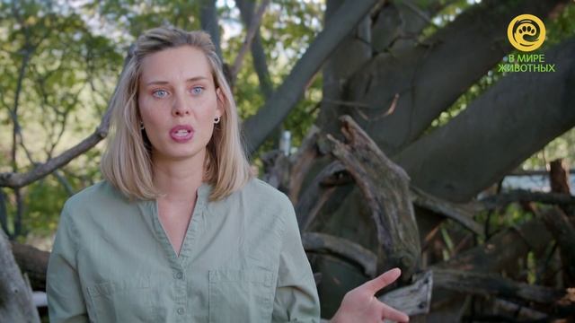 Совиный приют. Анонс. Канал В Мире Животных