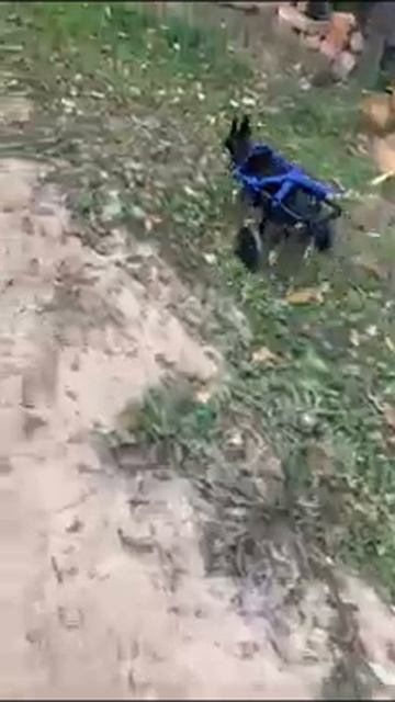 День второй – полёт нормальный! Той-терьер Джесси  (Горка-Муравьевская)