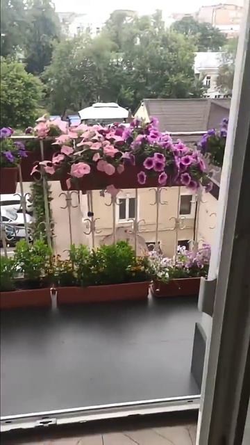 flowers on the balcony / цветы на балконе