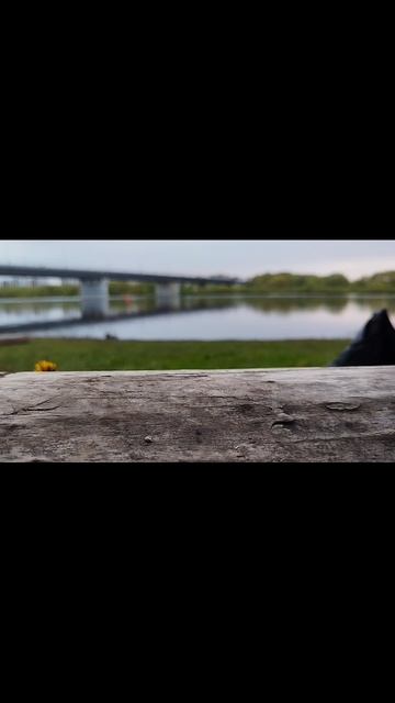 Lloyd's Ninja Street Bike