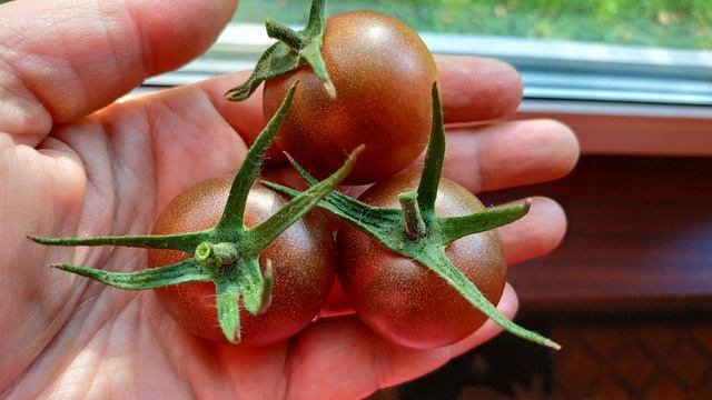 Этот черри томат покорит ваше сердце, томат Черный шоколад