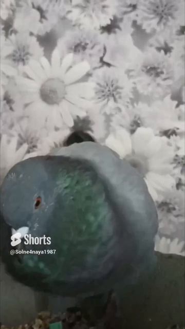 Голубь танцует