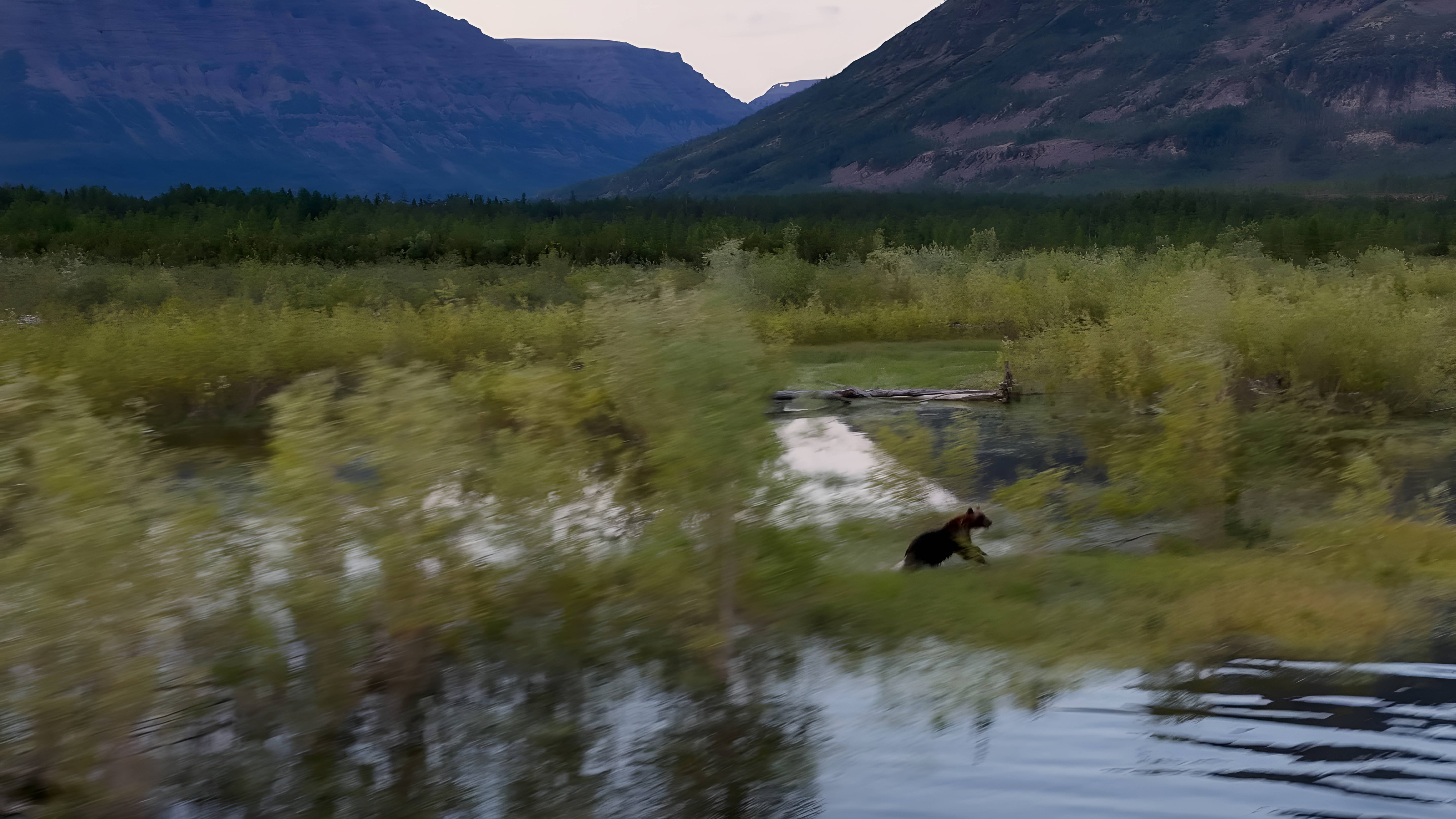 Медведь на озере Лама. Плато Путорана.