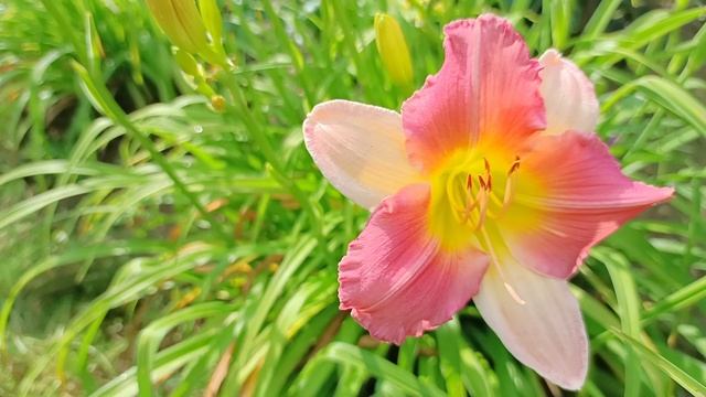 Лучшие многолетние цветы для дачи.  Садовые цветы.