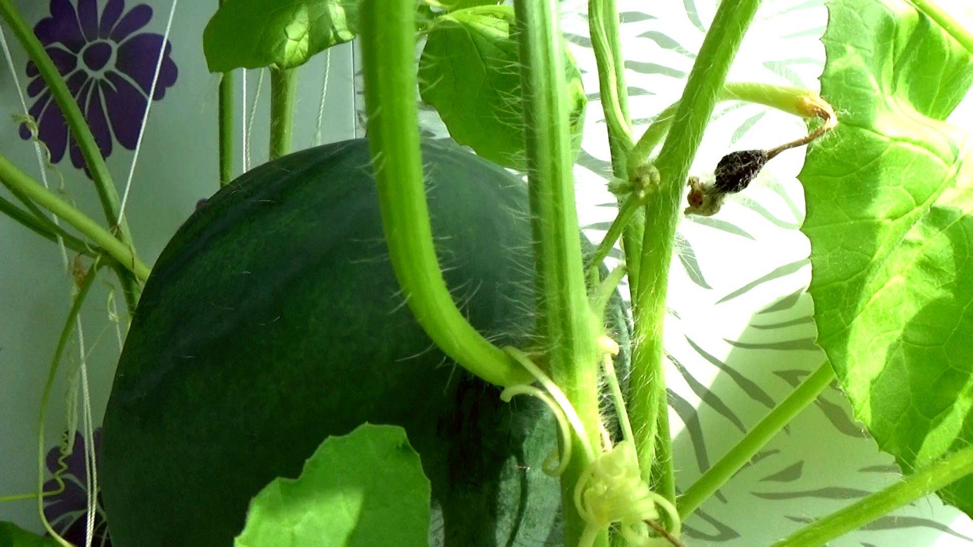 На балконе созревает арбуз