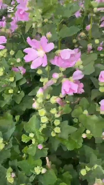 "Моя цветущая усадьба" Цветы Елены Домахиной п. Балахта