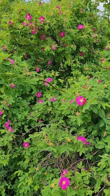 Бутовский лес 2025. Шиповник. Июнь 2025г