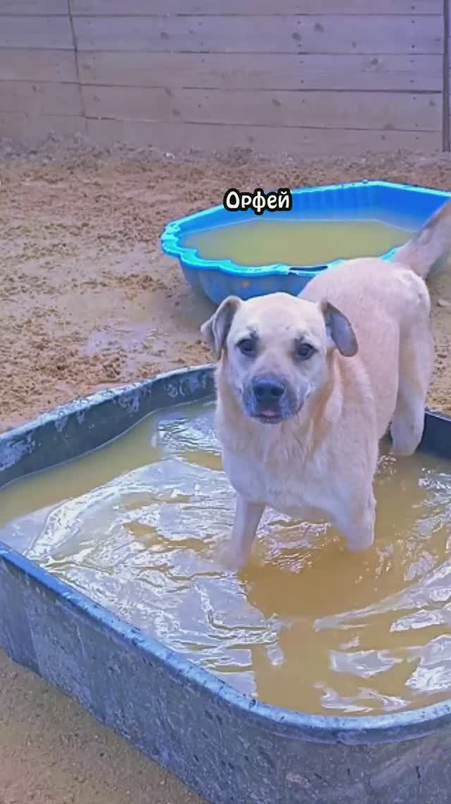 "Хвостатый квартет" ❥ Приют в Малинках