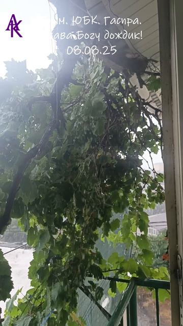 Слава Богу дождик! 08.08.25 #андрейкрымский #артемийкрым #гаспра #юбк #андрейлилия #дождь #лето2025