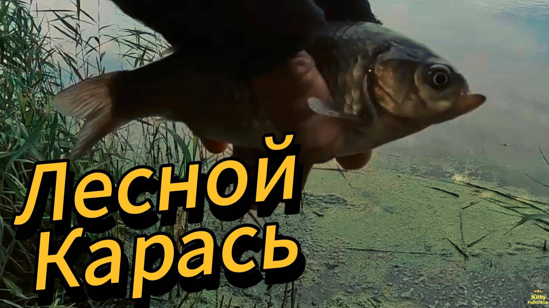 ДВА ДНЯ КАРАСЯ ЛОВЛЯ В ЛЕСУ ЗВЕРИ НА ДВУХ НОГАХ НОЧЬЮ СТАЩИЛИ РЮКЗАК С ПРОВИЗИЕЙ ЖИТИЁ МОЁ