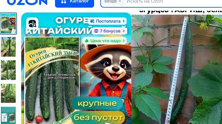 Огурец Китайский змей F1 .