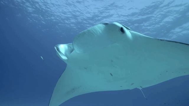 фон моря   вдох выдох