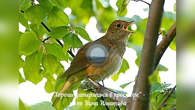 "Хорошо затеряться в просторе" - поэт Нина Игнатова