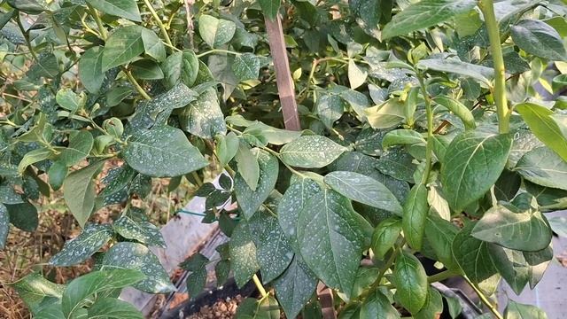 Обрезаем голубику Торо.