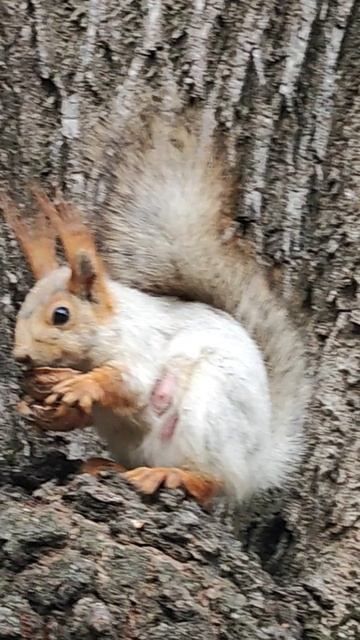 Белочка мама грызет орешки