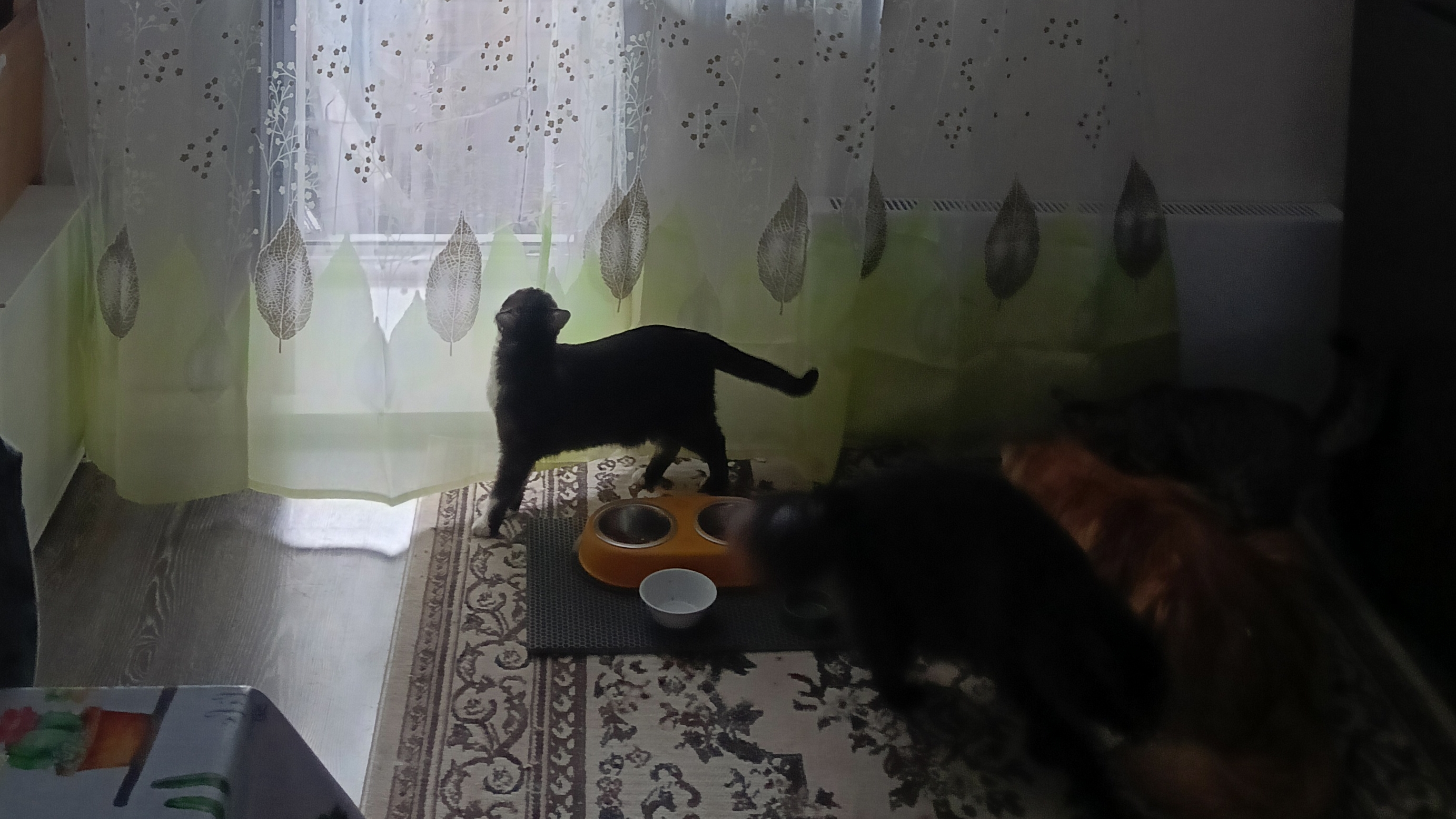 ЕДА, МНОГО ЕДЫ//ПРОШЛА ЕЩЕ ОДНО СОБЕСЕДОВАНИЕ//ПОКУПКИ ИЗ ПЯТЁРОЧКИ//ВЛОГ