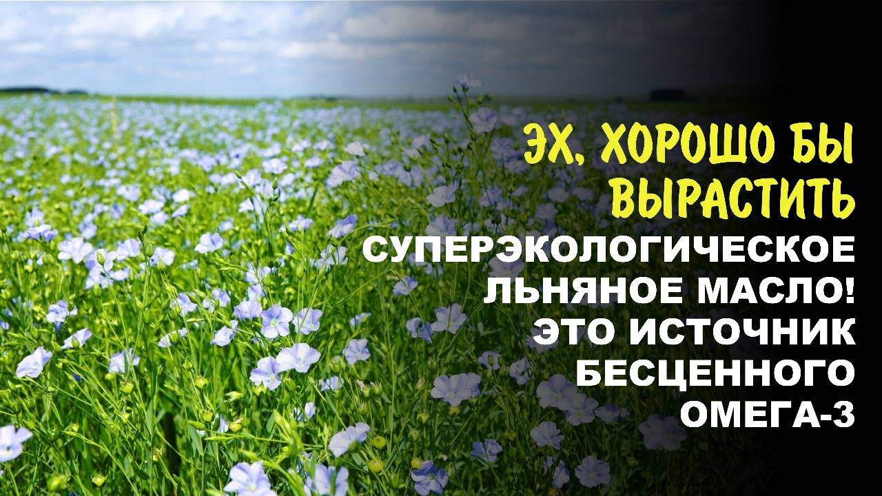 Как получить масло, которое лечит: с Фитоспорином, Стерней и Борогумом