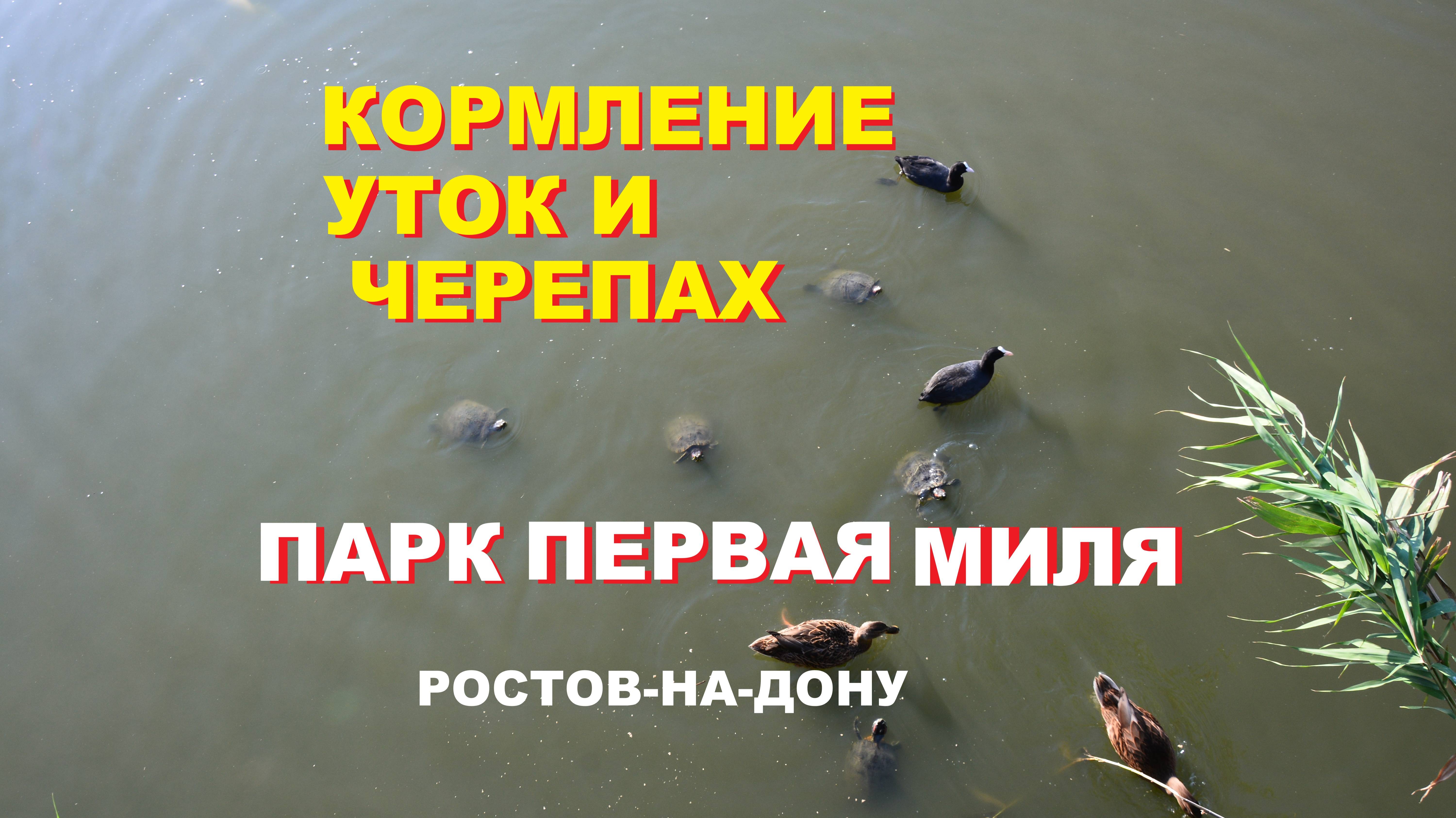 Кормление уточек в парке Первая Миля в Ростове-на-Дону