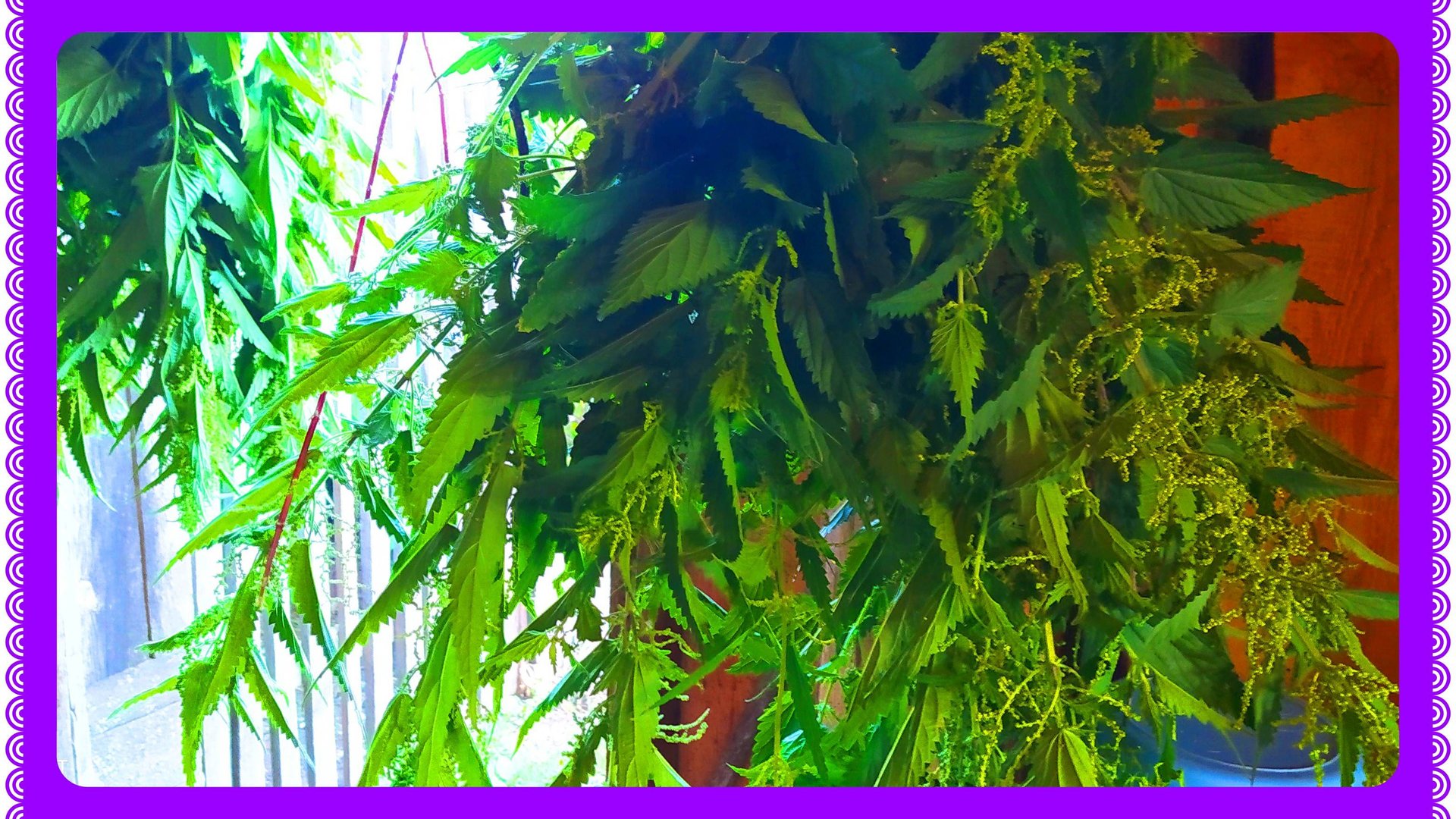 Заготавливаем на всю зиму! Витамины!