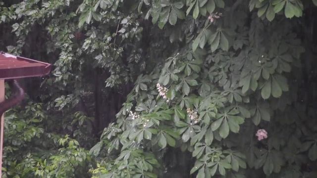 Дождь. Прогулка / Rain. Walk.