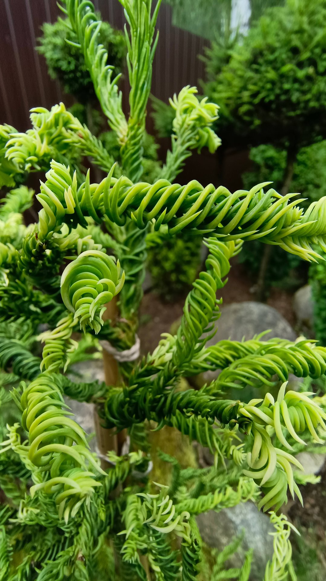 Криптомерия японская Киара Голд  (Cryptomeria Japonica Kyara Gold ).