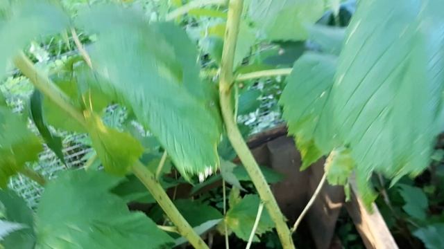 Малина на участке