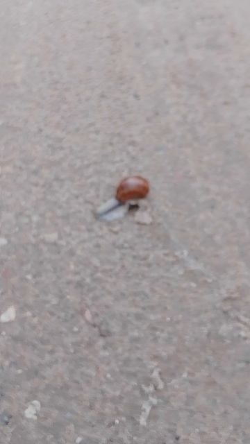 #винограднаяулитка#shorts#псковскаядеревня#на дороге#