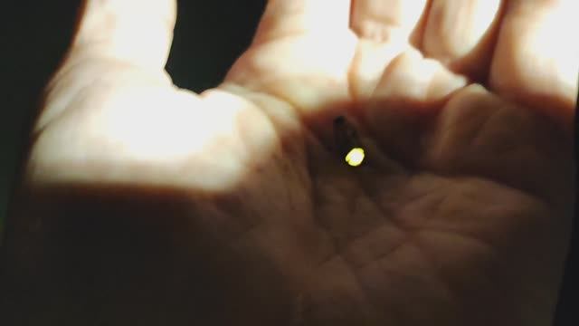 Светлячки в Сочи