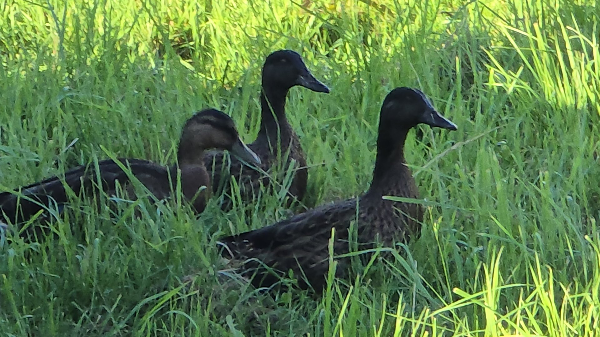 Селезень вернулся